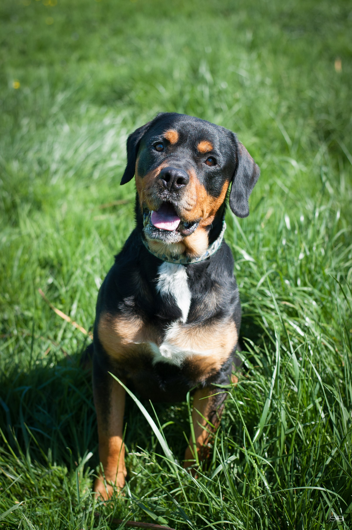 APAGI - Bouko, CHIEN Labrador x Rottweiler à la robe Tricolore