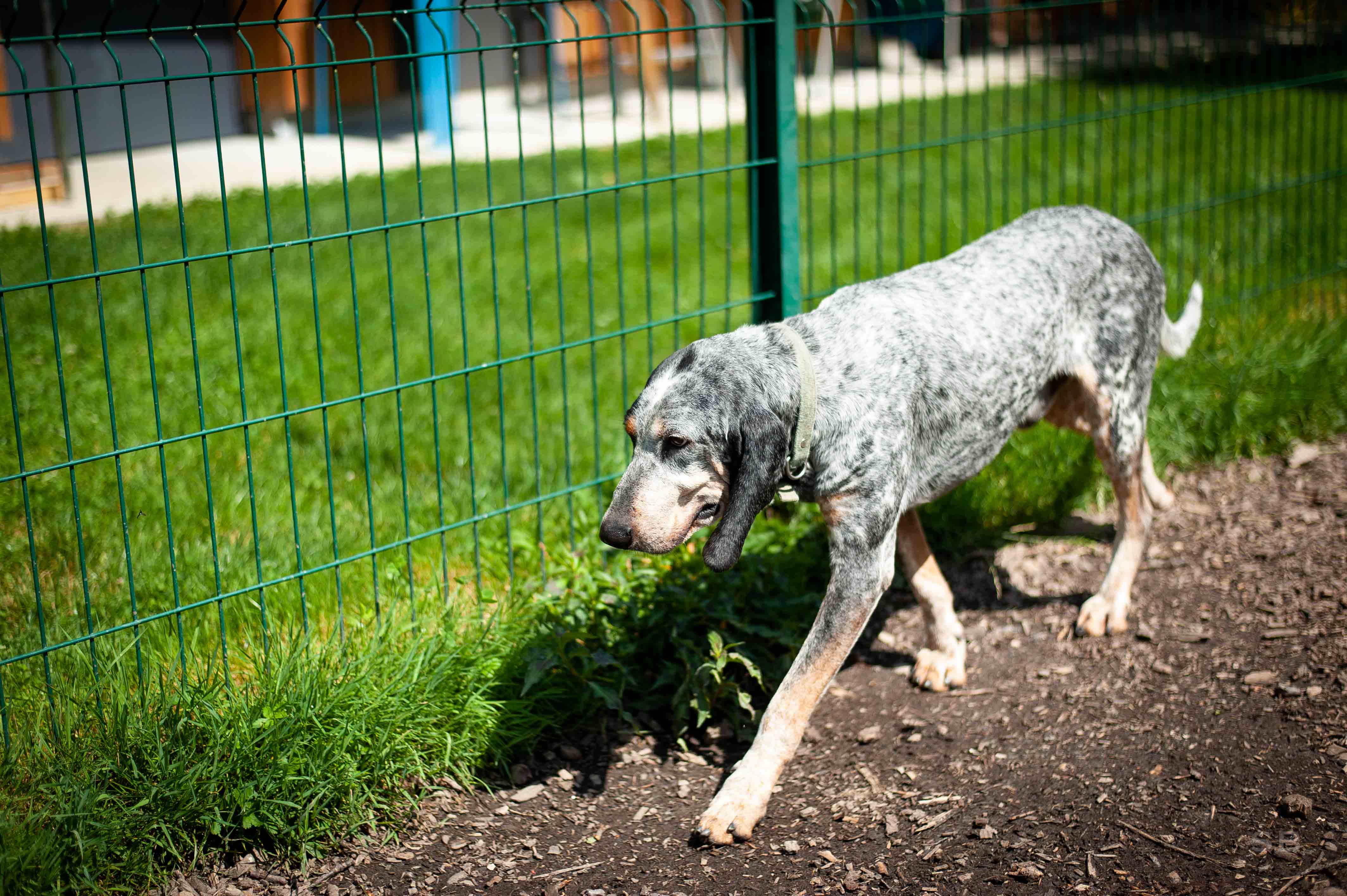 APAGI - Arrow, CHIEN x Grand bleu de Gascogne à la robe Tricolore