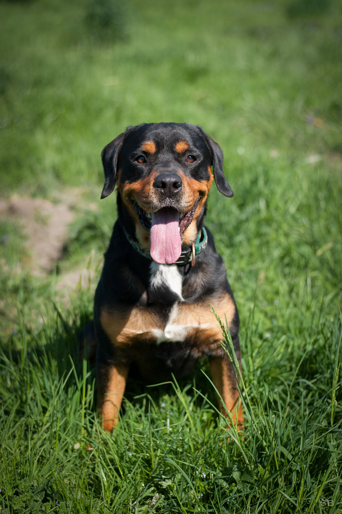 APAGI - Bouko, CHIEN Labrador x Rottweiler à la robe Tricolore