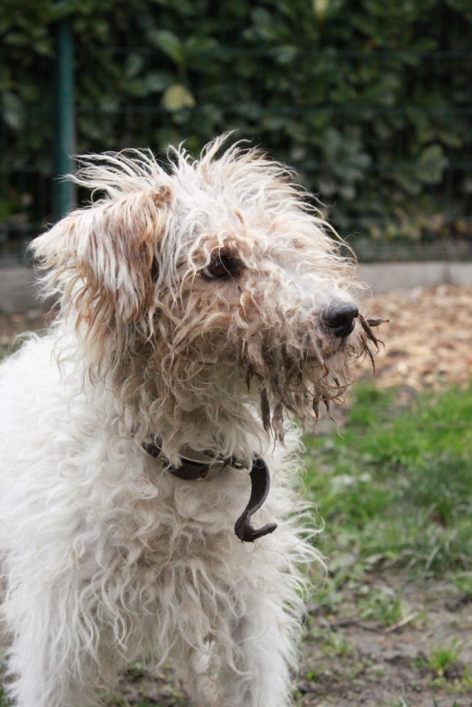 APAGI - Fanny, CHIEN Fox Terrier à la robe Tricolore