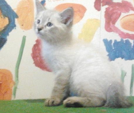 APAGI - Vaillant, CHAT Europeen à la robe Beige extremitees foncees