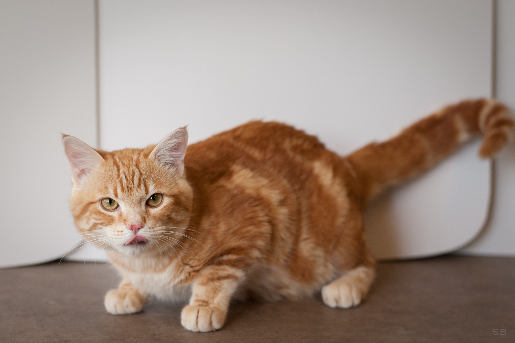 APAGI - Api, CHAT Européen à la robe Tigré roux