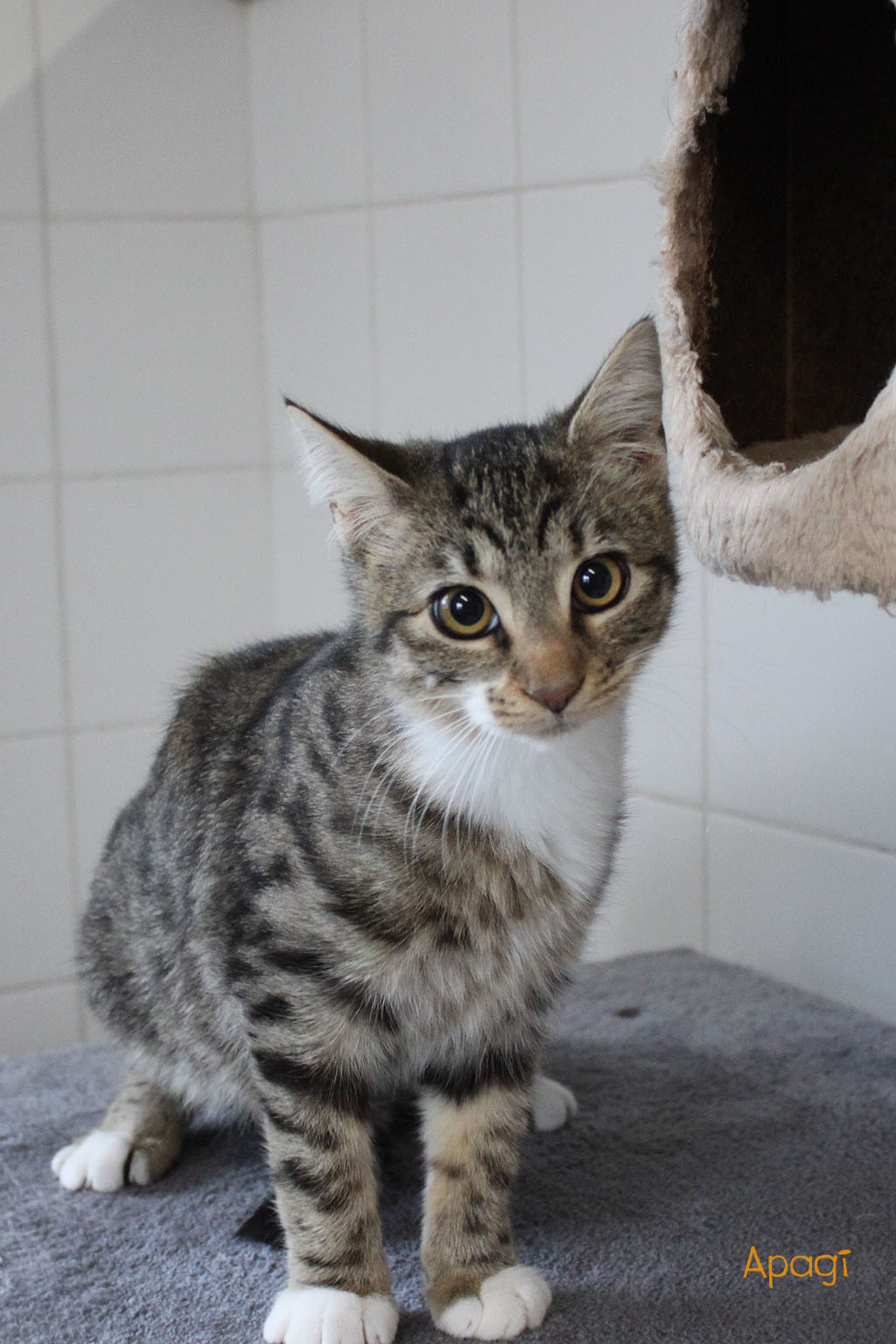 APAGI - Thirteen, CHAT Européen à la robe Tigré et blanc