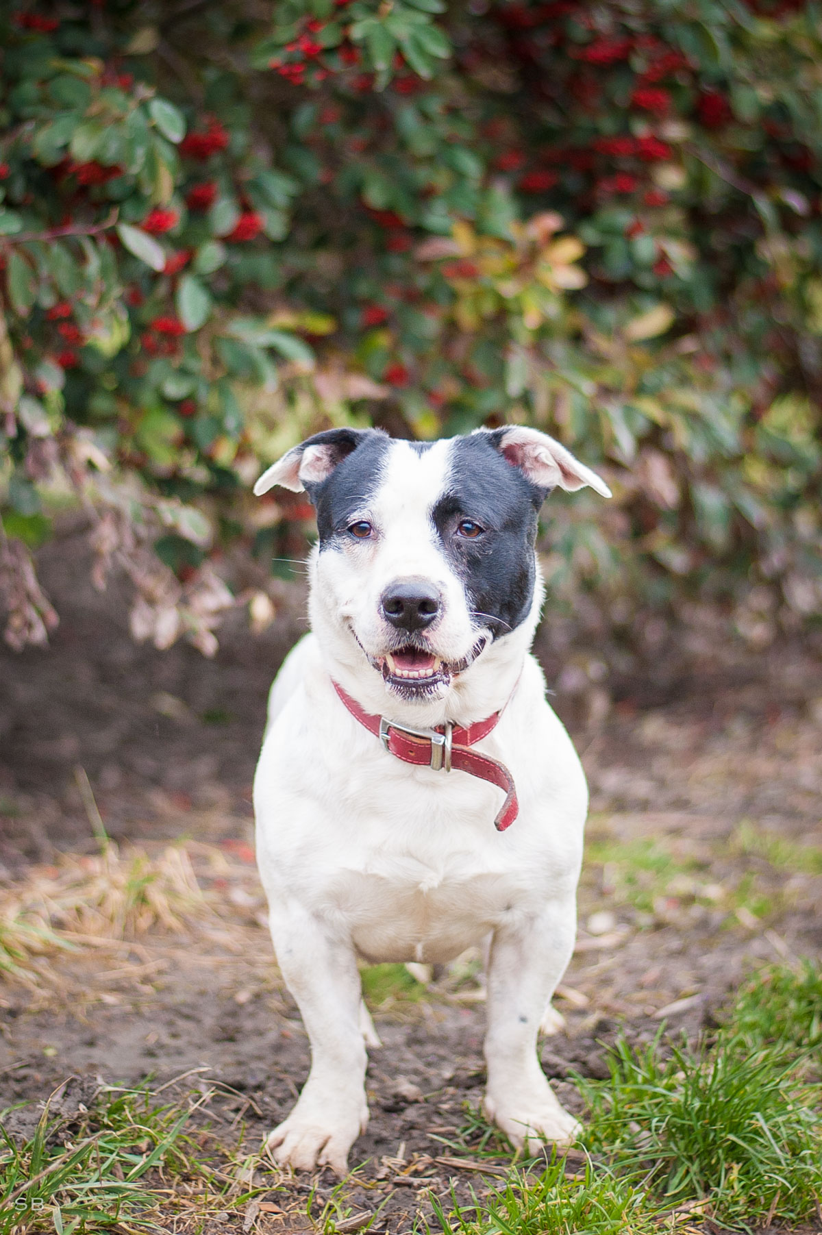 APAGI - Goofy, CHIEN Staffie x Jack russell à la robe Blanc moucheté de ...