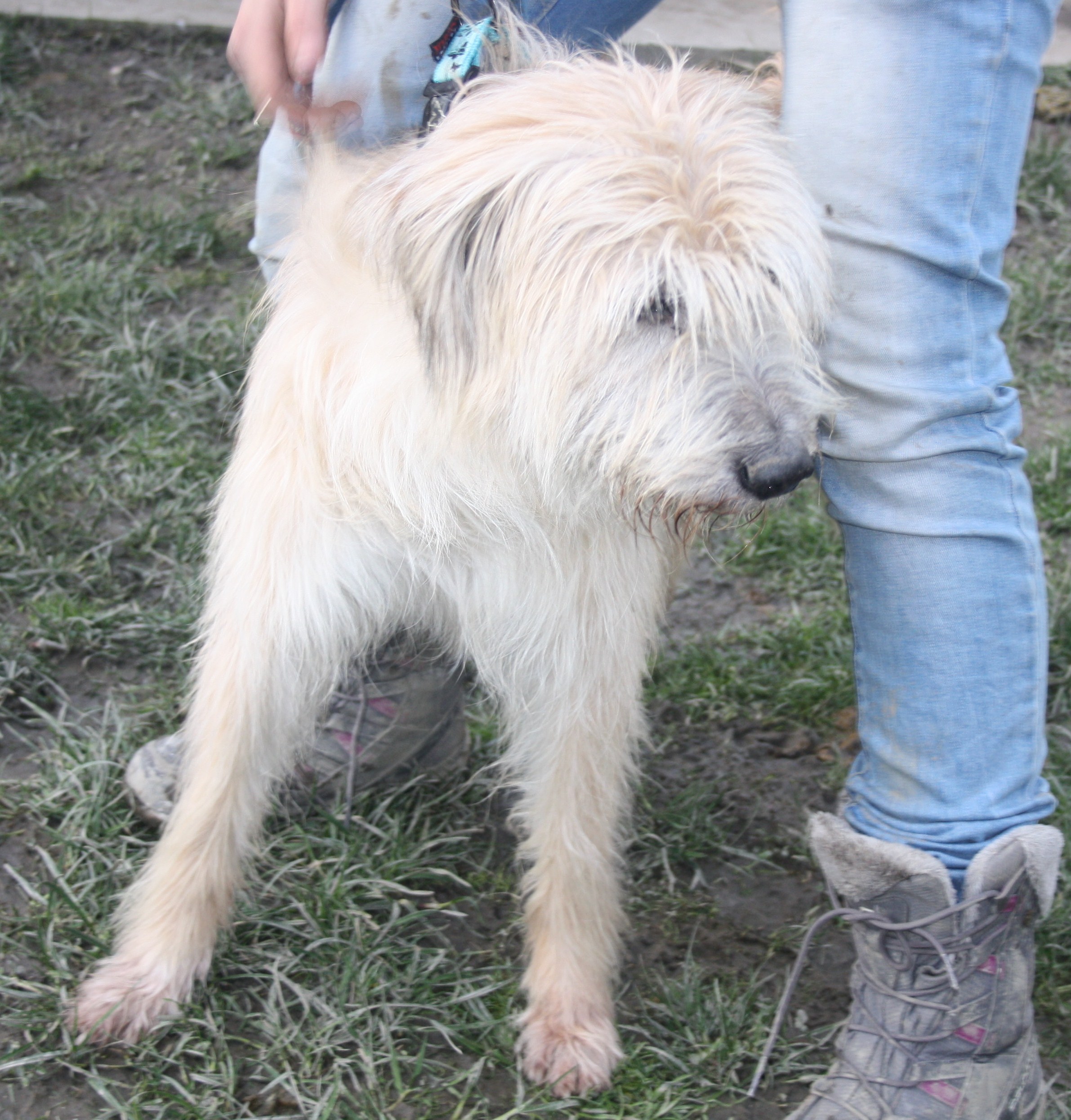 APAGI - Elfy, CHIEN Griffon x Berger des Pyrénées à la robe Sable ...