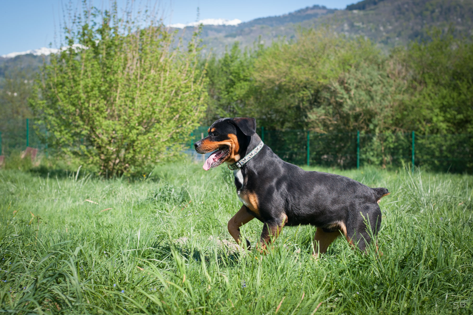 APAGI - Bouko, CHIEN Labrador x Rottweiler à la robe Tricolore