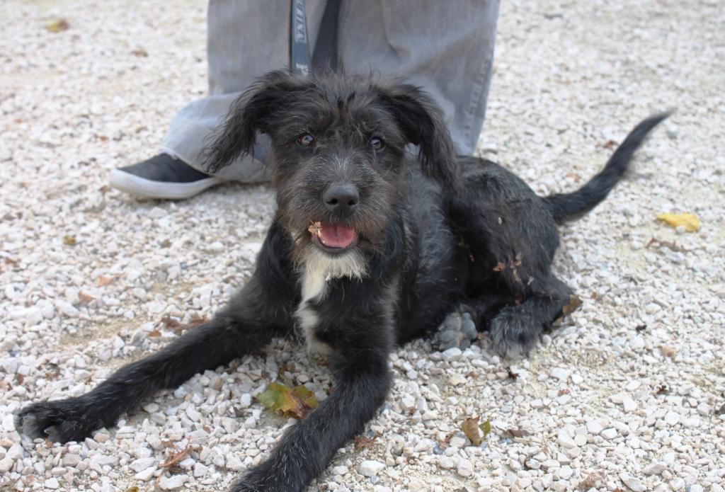 APAGI - Xena, CHIEN Croisé Griffon à la robe Noire plastron blanc