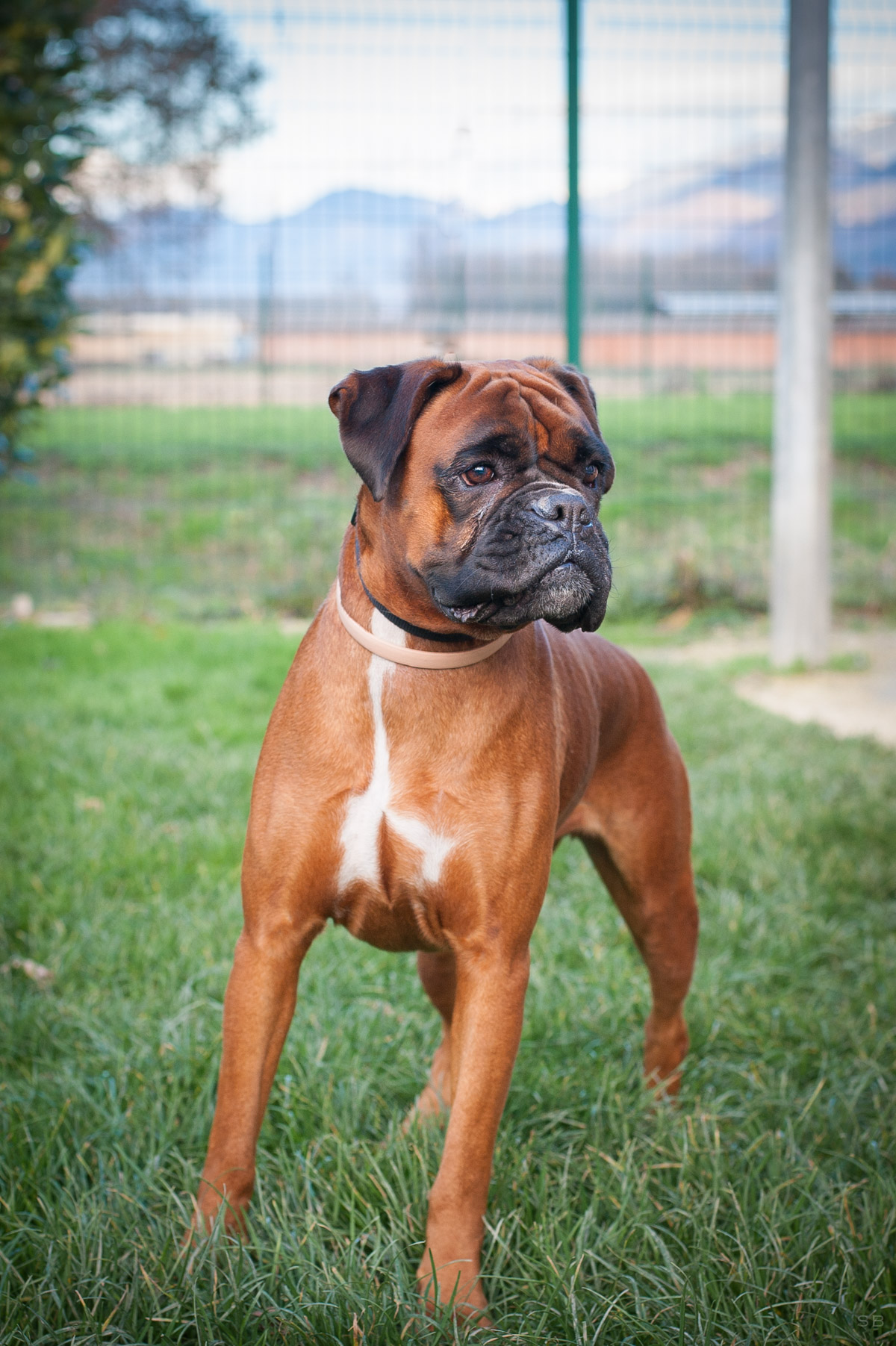 APAGI - Belle, CHIEN Boxer à la robe Fauve