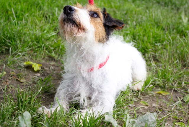 APAGI - Ferghi, CHIEN Croisé Jack Russel Terrier à la robe Tricolore