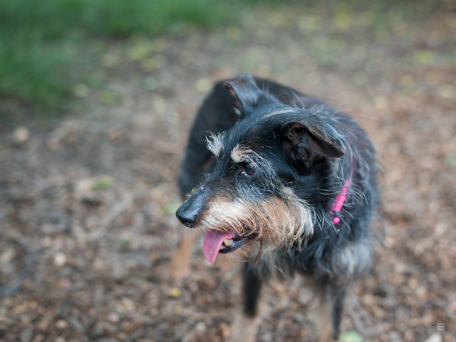 APAGI - Viny, CHIEN x Ratier à la robe Noire et Feu