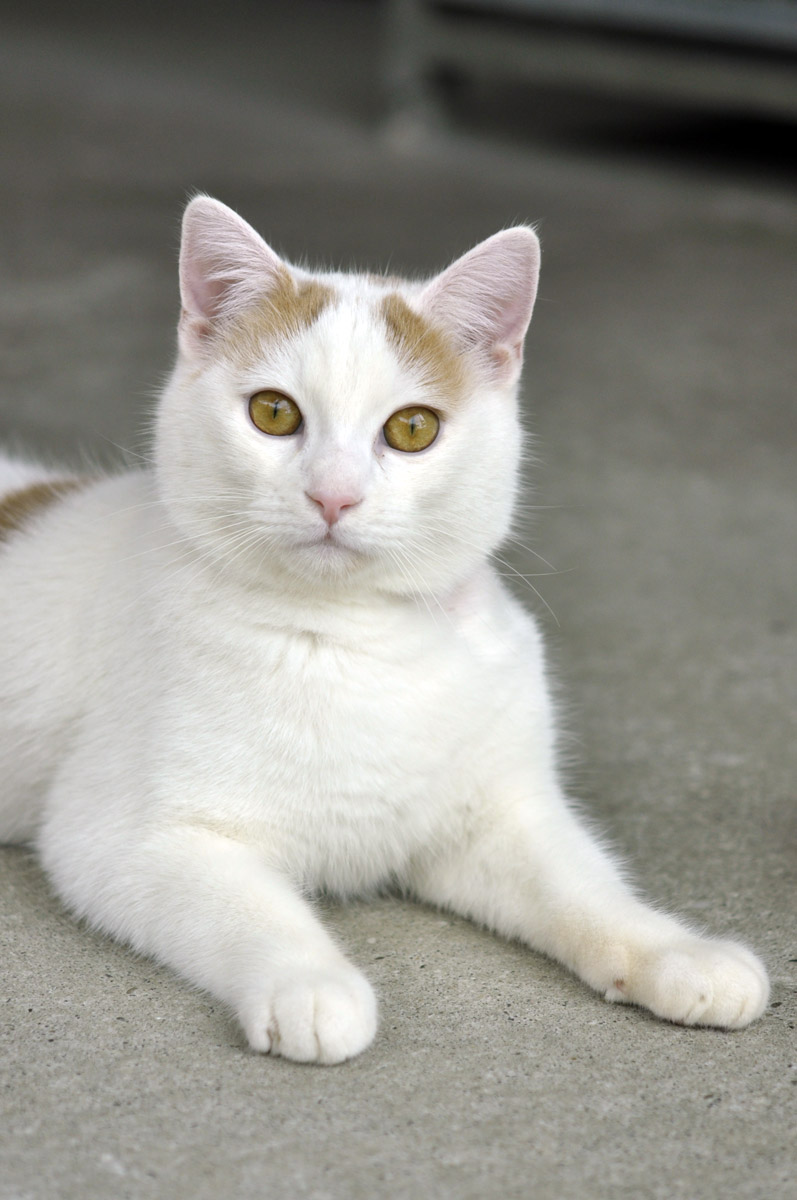 APAGI - Bristol, CHAT Européen à la robe Blanc et roux