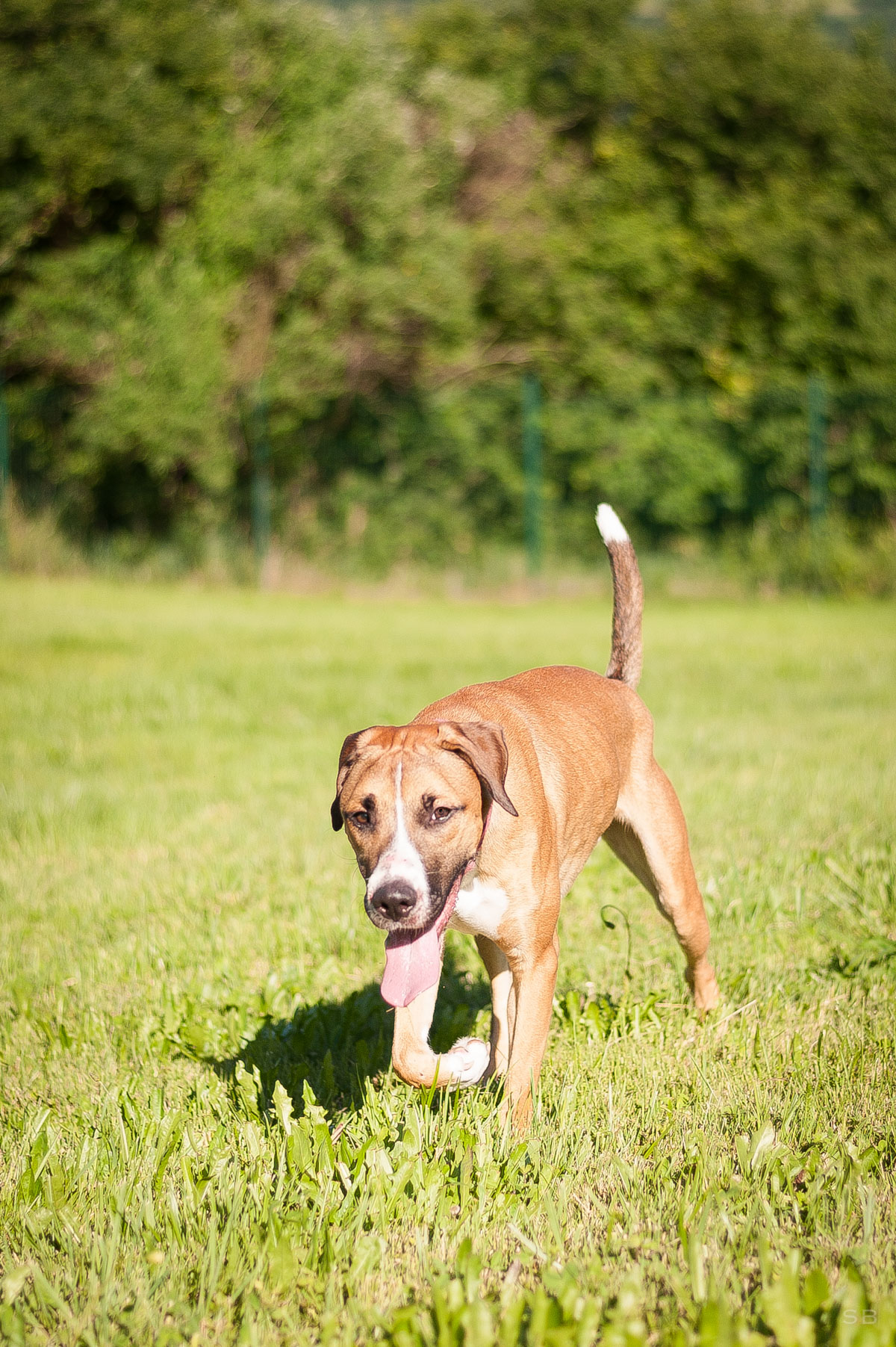 APAGI - Memphis, CHIEN X Labrador à la robe Fauve charbonné et blanc