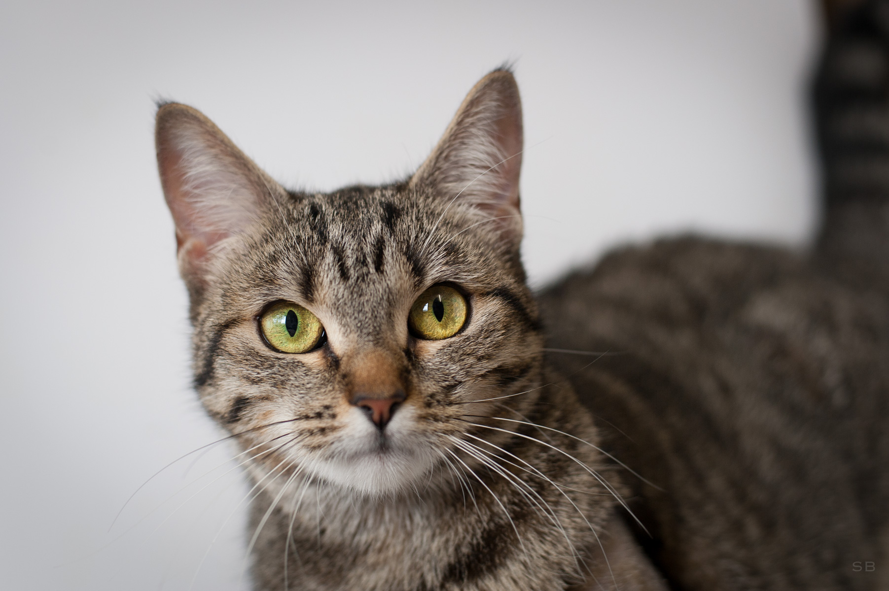 APAGI - Queen, CHAT Européen à la robe Tigrée