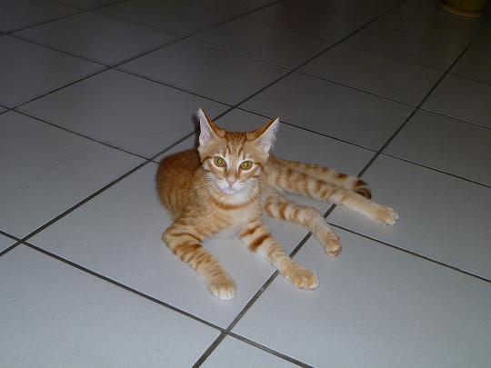 APAGI - Harrys, CHAT Européen à la robe Tabby roux