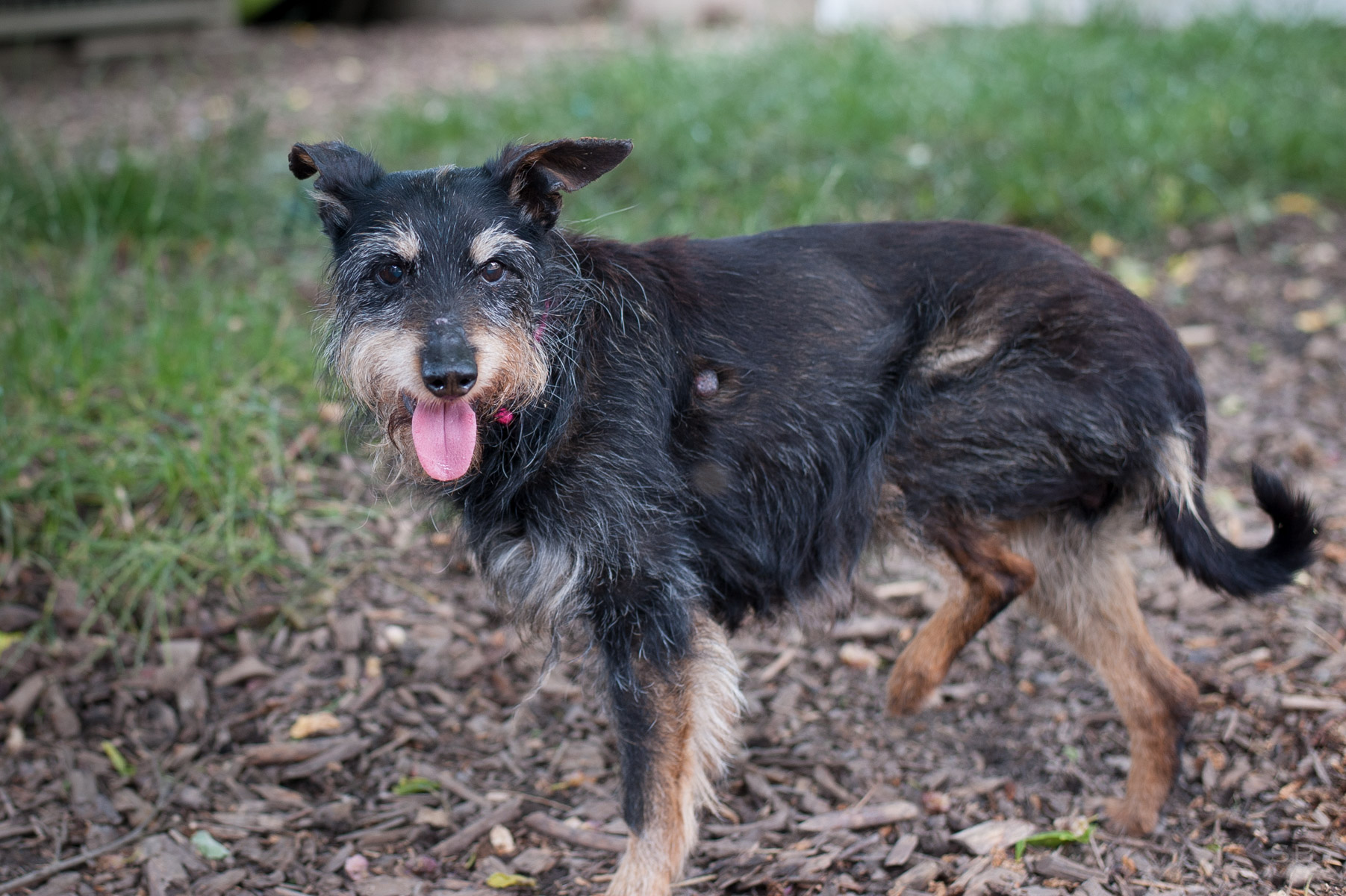APAGI - Viny, CHIEN x Ratier à la robe Noire et Feu