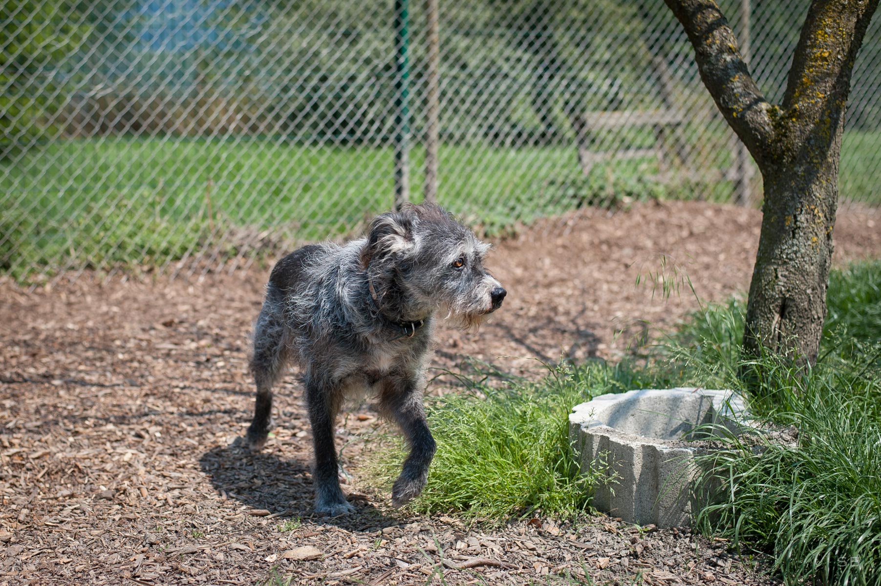 APAGI - Darwin, CHIEN X Griffon à la robe Gris