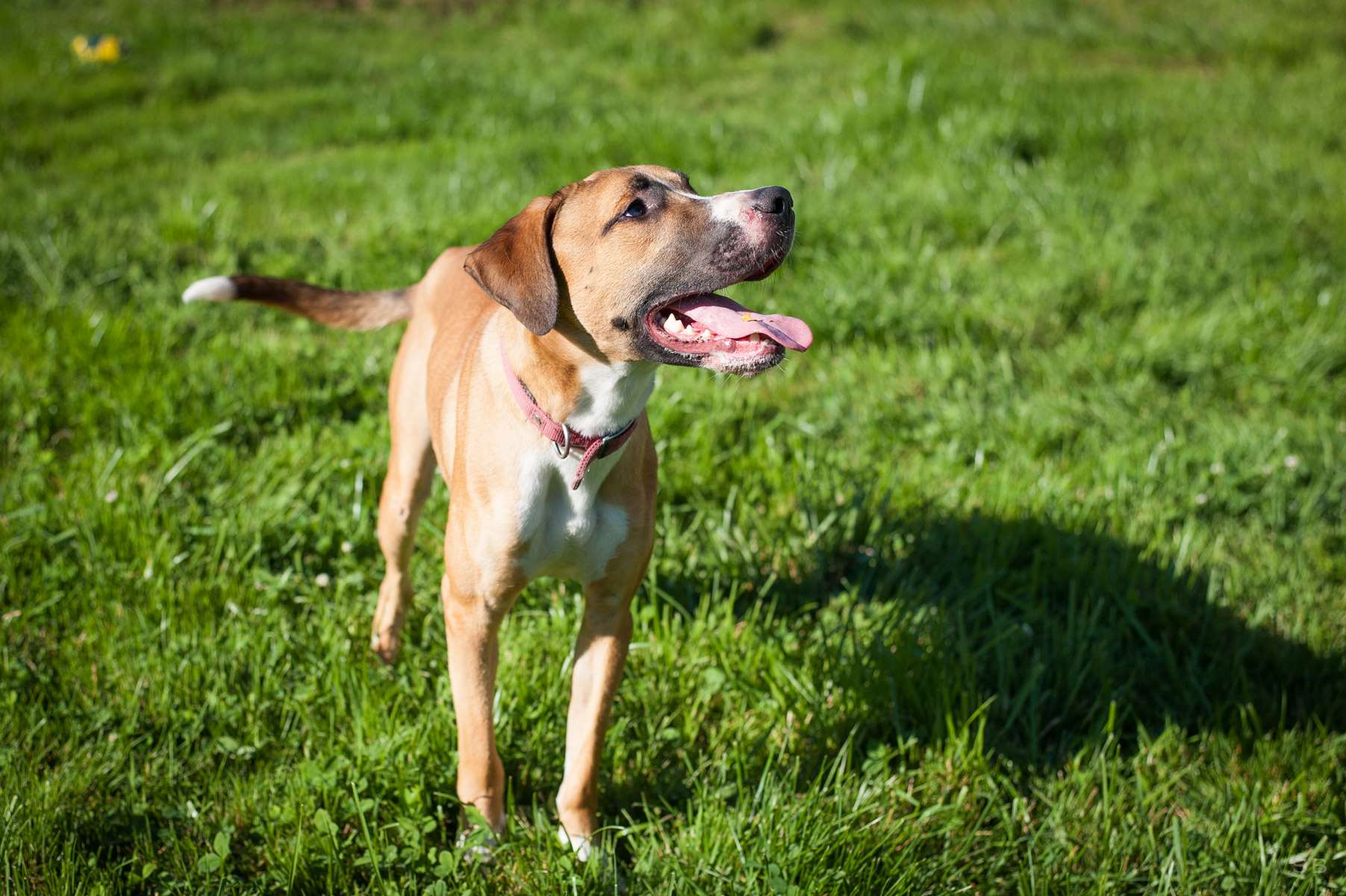 APAGI - Memphis, CHIEN X Labrador à la robe Fauve charbonné et blanc