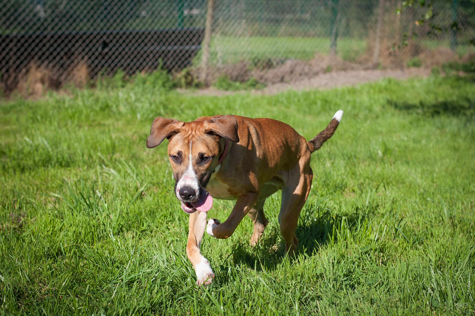 APAGI - Memphis, CHIEN X Labrador à la robe Fauve charbonné et blanc