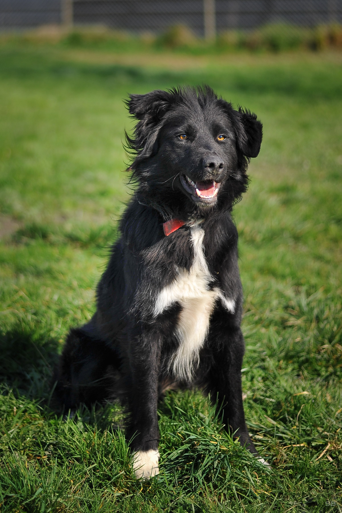 APAGI - Inuit, CHIEN X Border Collie à la robe Noir et blanc