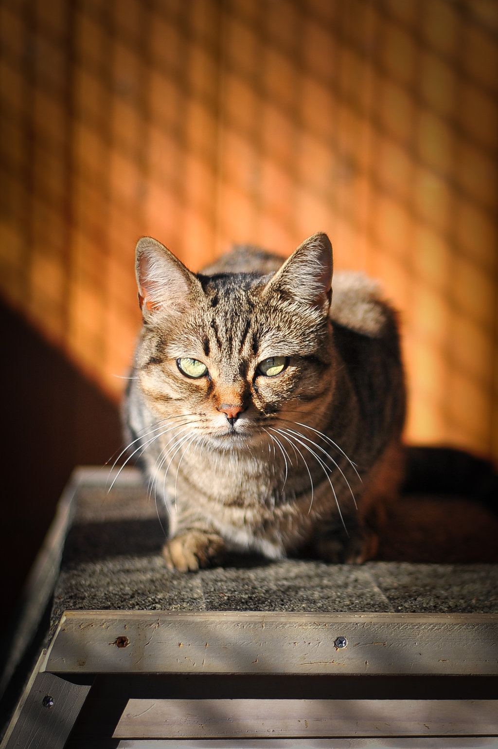 APAGI - Grumpy, CHAT Européen à la robe Tigrée