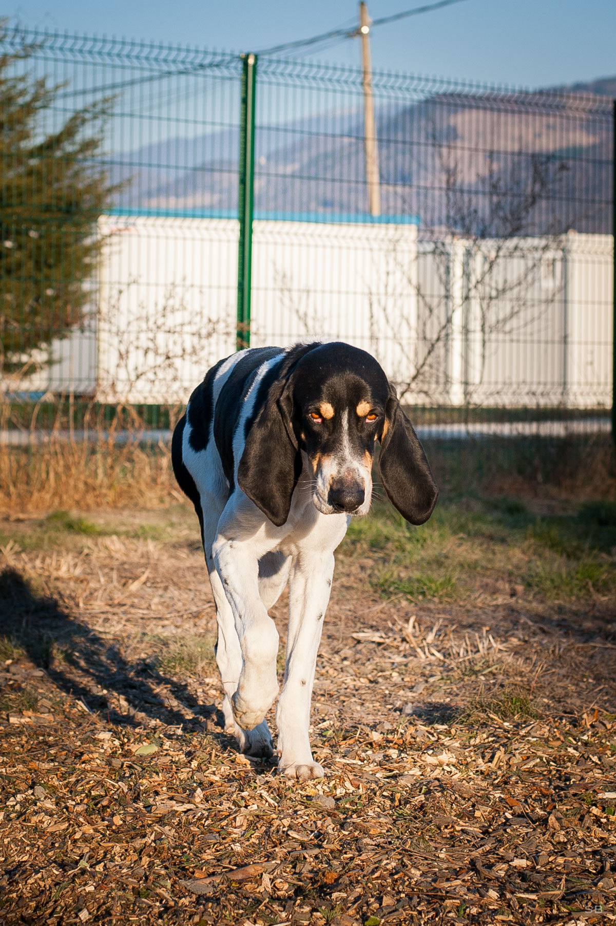 APAGI - Hypso, CHIEN Grand Gascon Saintongeois à la robe Tricolore