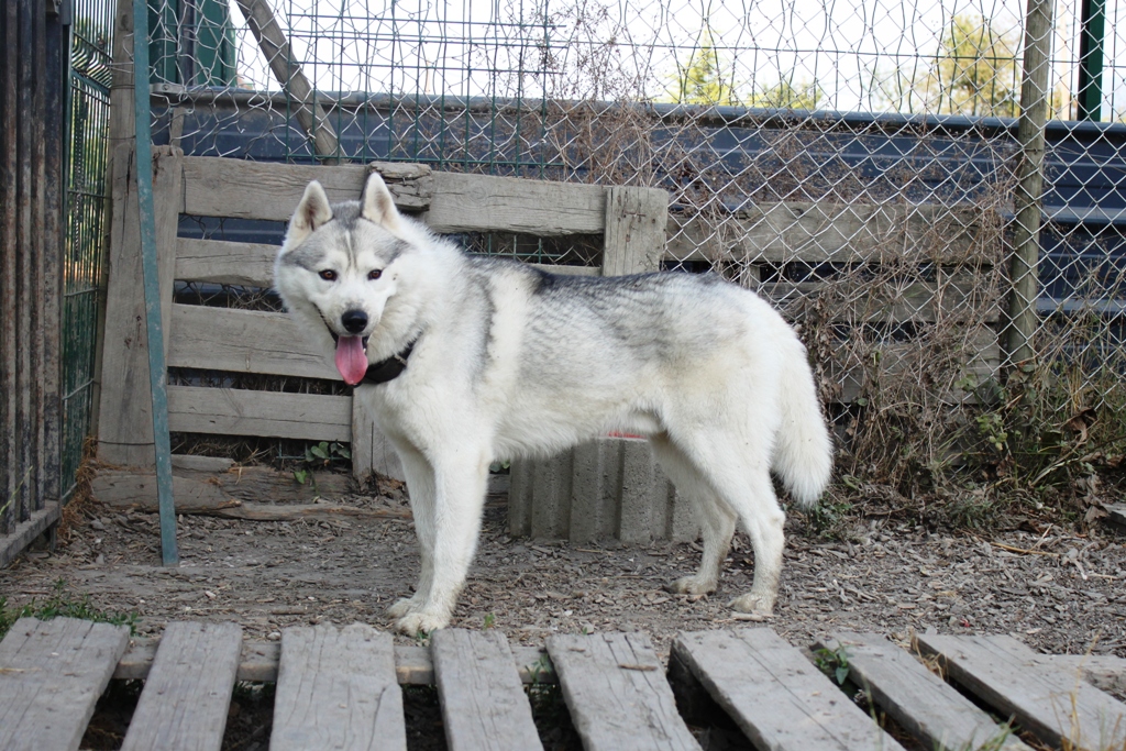 APAGI - Natsu, CHIEN Husky siberien à la robe Gris