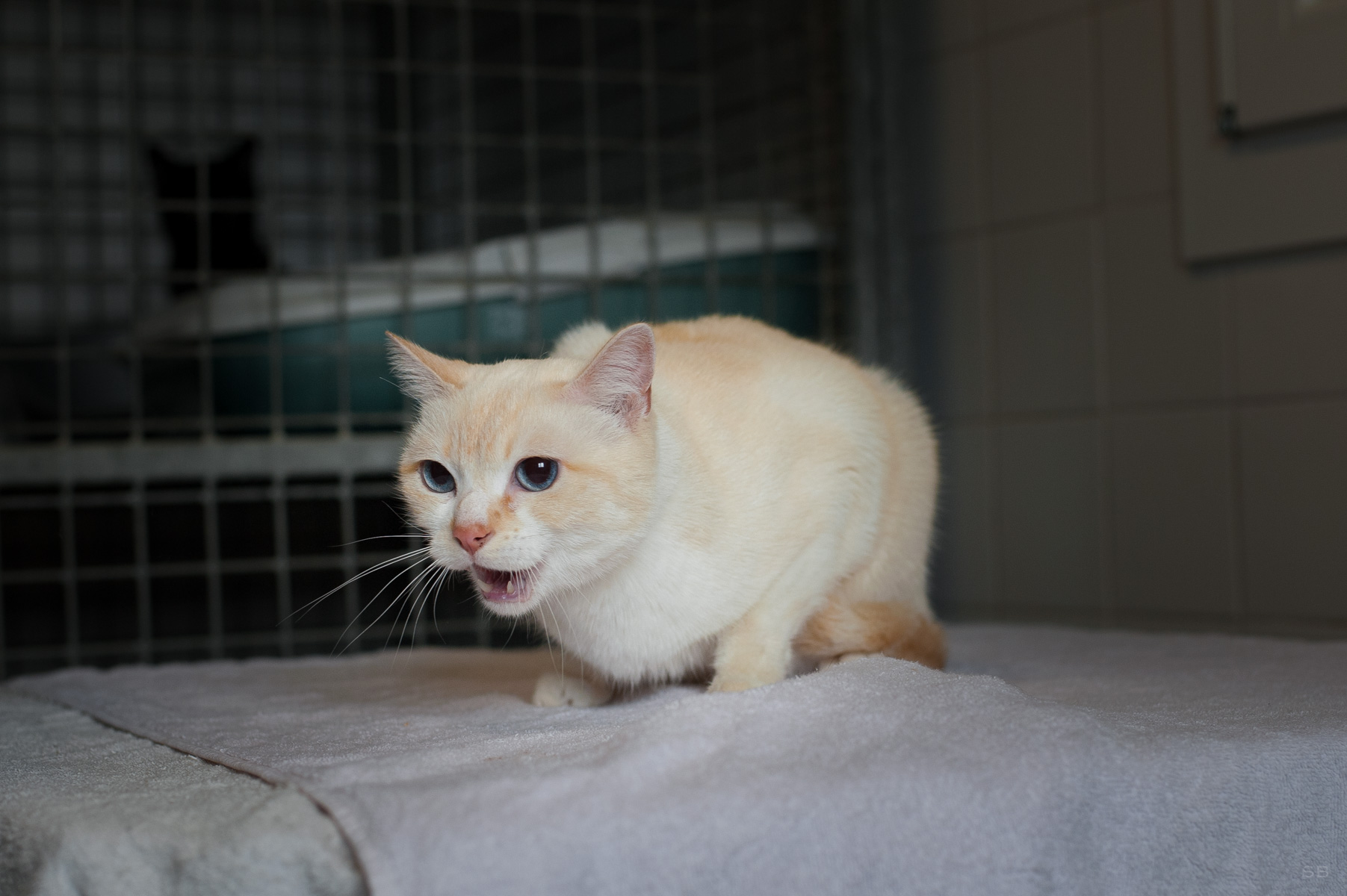 APAGI - Mayo, CHAT Européen x Siamois à la robe Cream Point Tabby