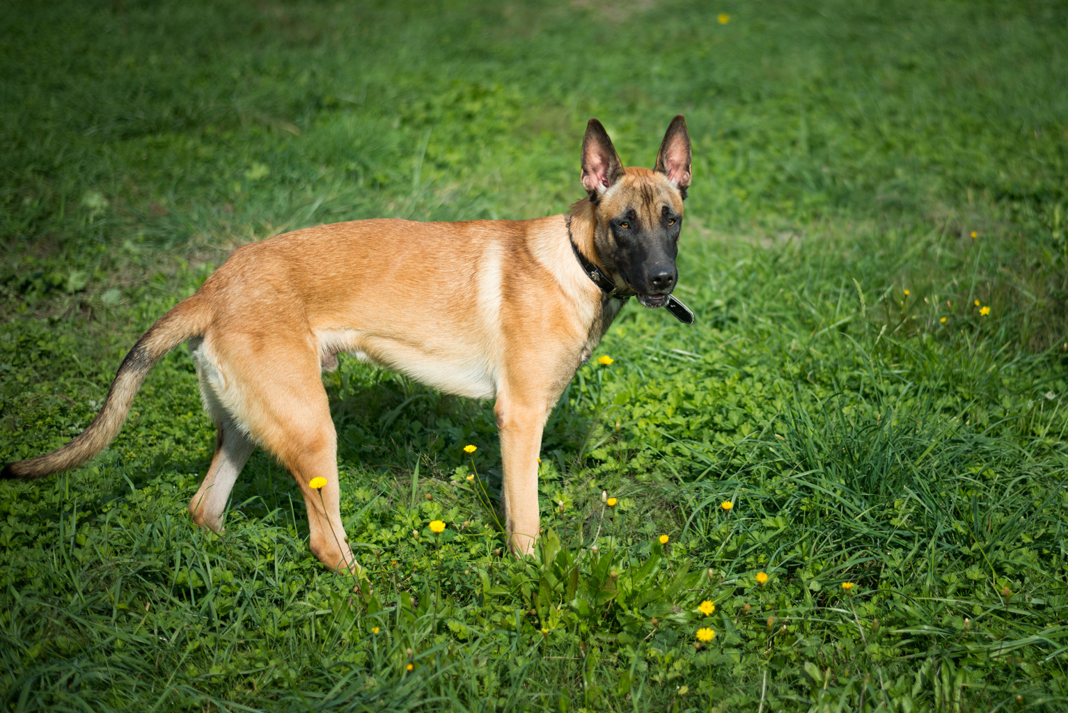 APAGI - Joss, CHIEN Berger Belge Malinois à la robe Fauve Charbonné