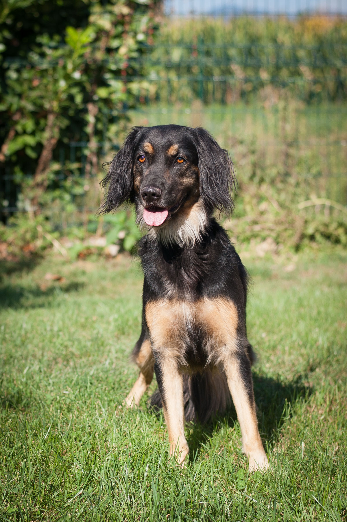 APAGI - Iris, CHIEN X Border Collie à la robe Noir et feu poil mi-long