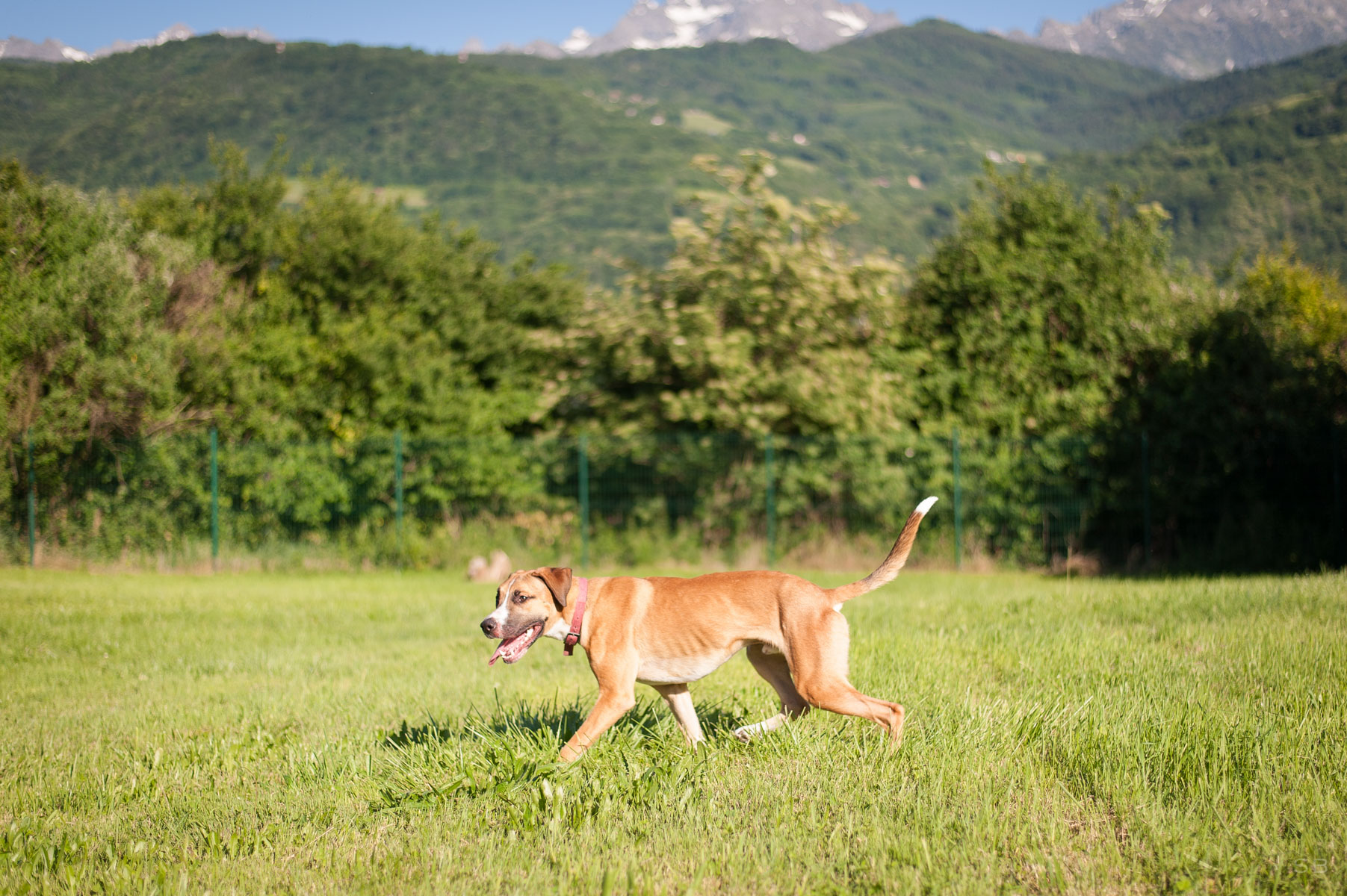APAGI - Memphis, CHIEN X Labrador à la robe Fauve charbonné et blanc