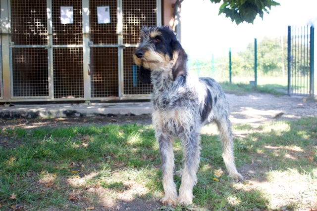 APAGI - Faith, CHIEN Griffon nivernais à la robe Gris noir et feu