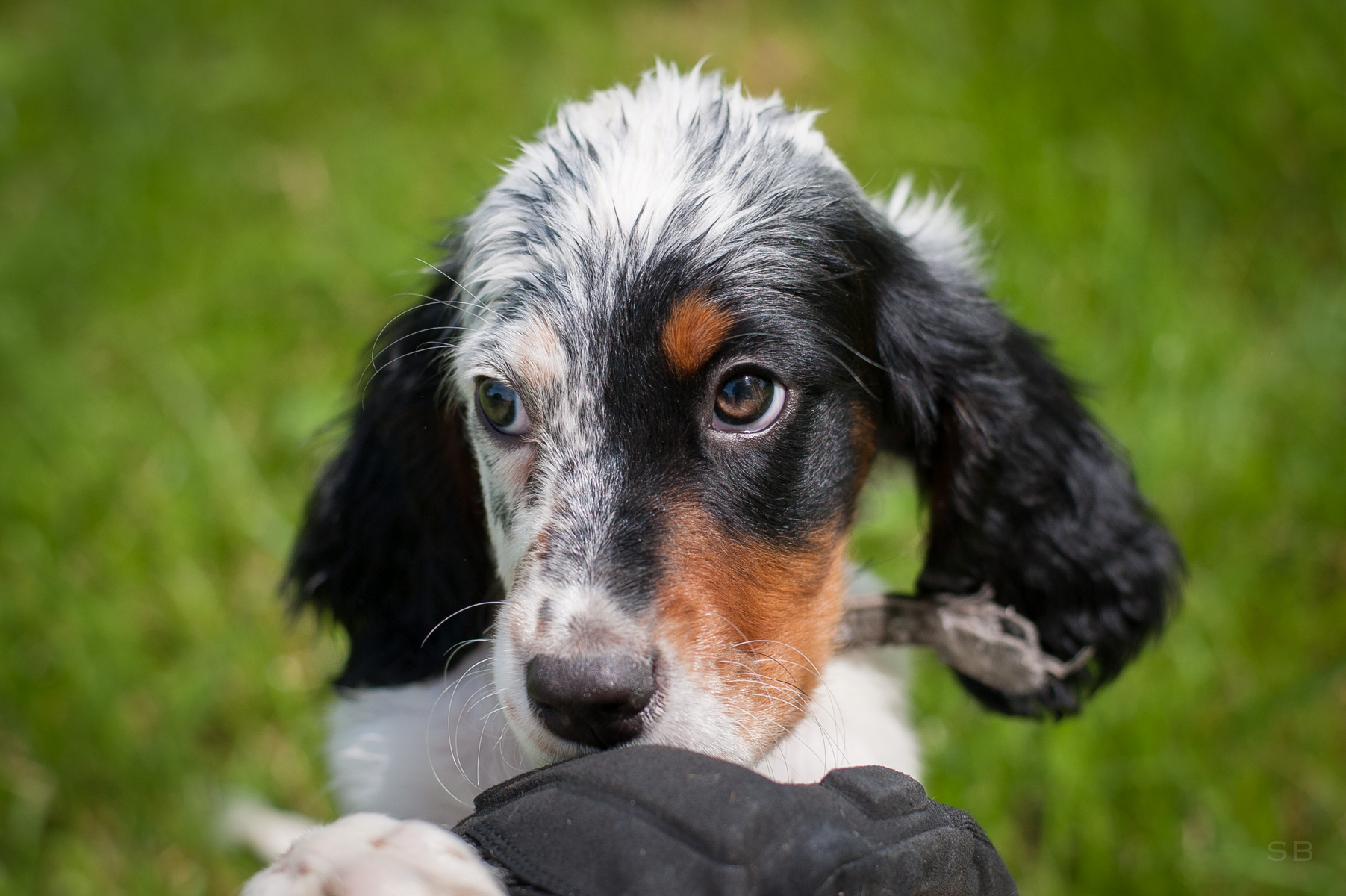 Chiot Setter Anglais Tricolore à Vendre | Chtoby Pomnili