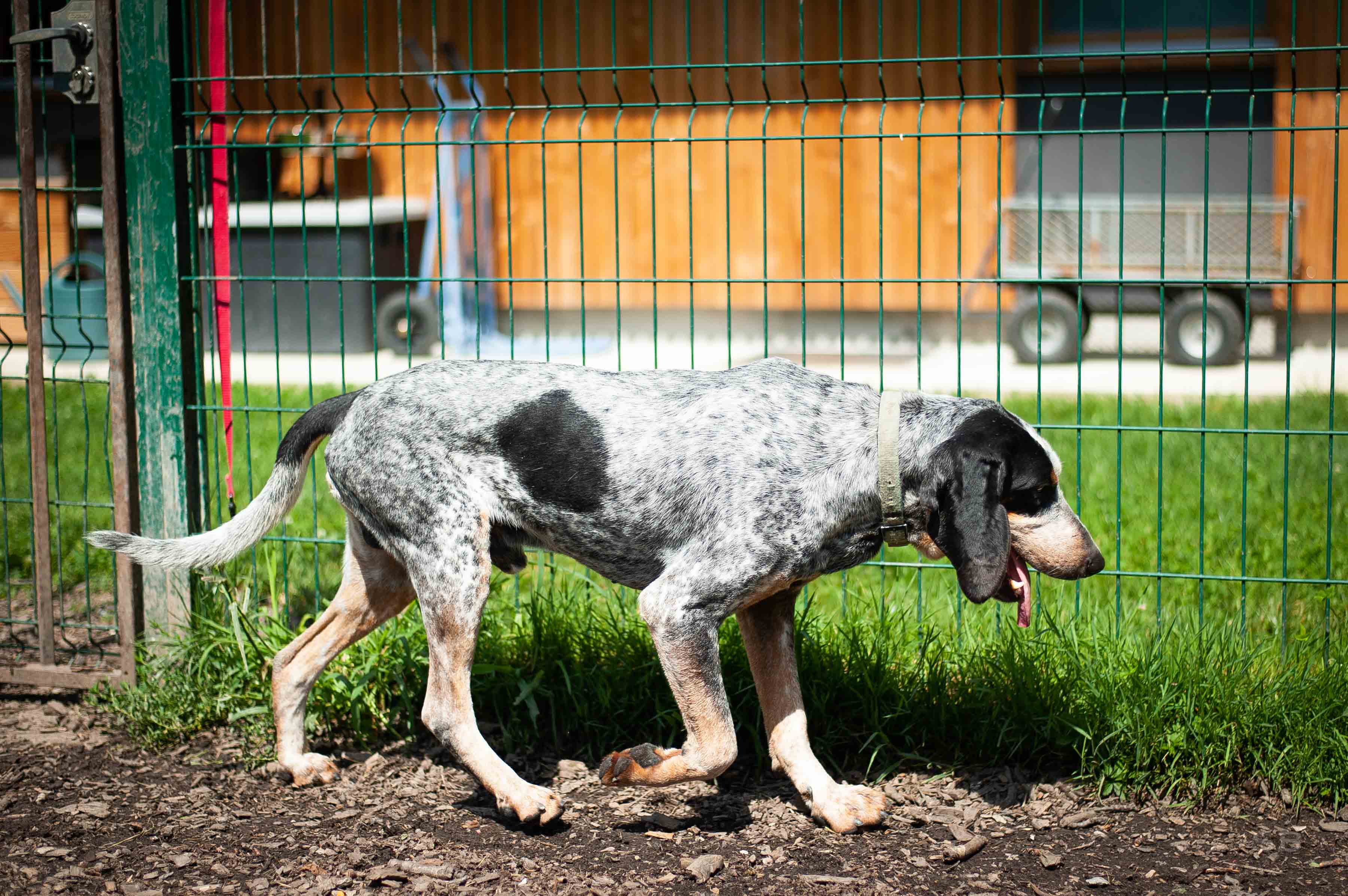 APAGI - Arrow, CHIEN x Grand bleu de Gascogne à la robe Tricolore
