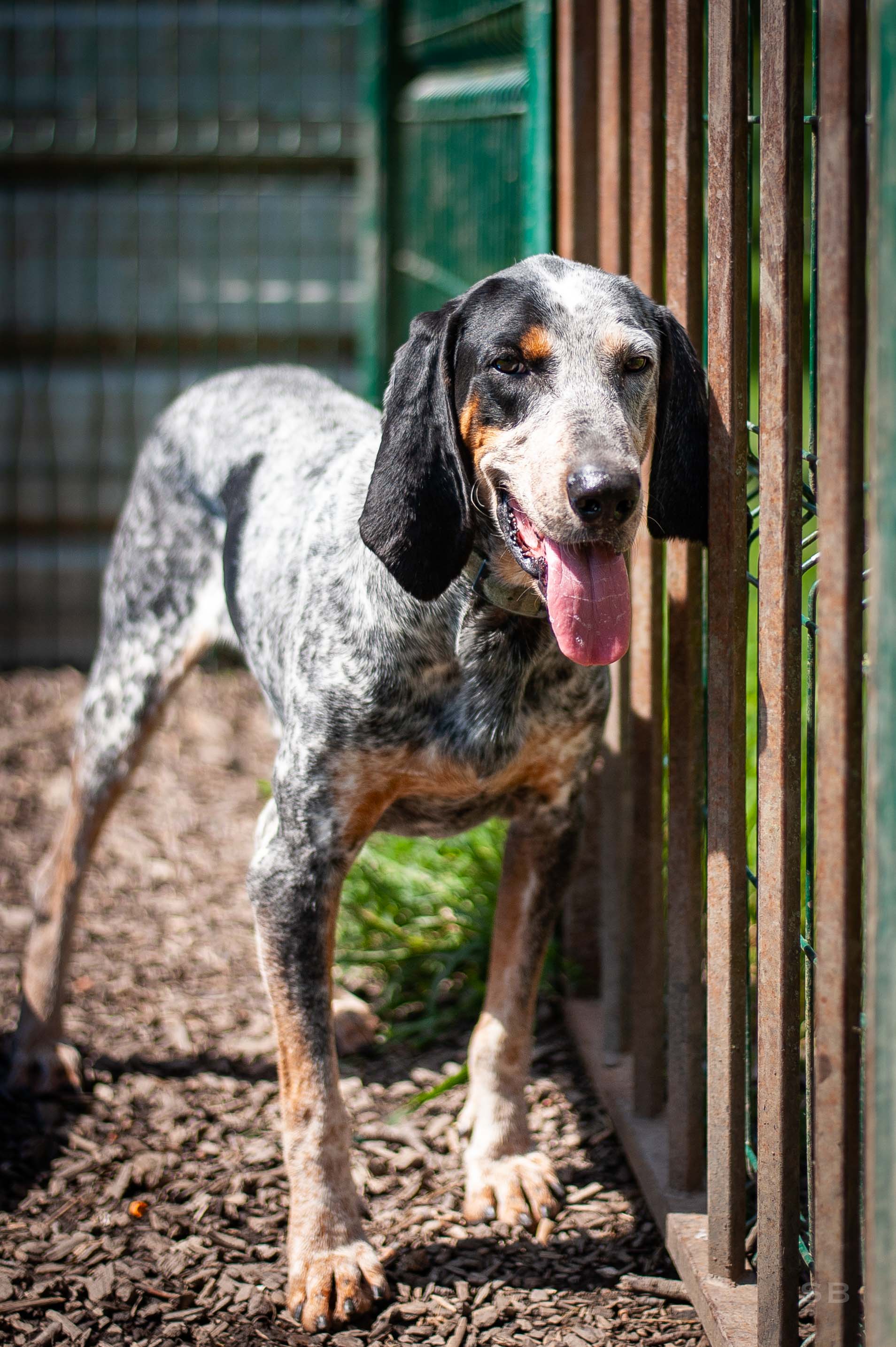 APAGI - Arrow, CHIEN x Grand bleu de Gascogne à la robe Tricolore