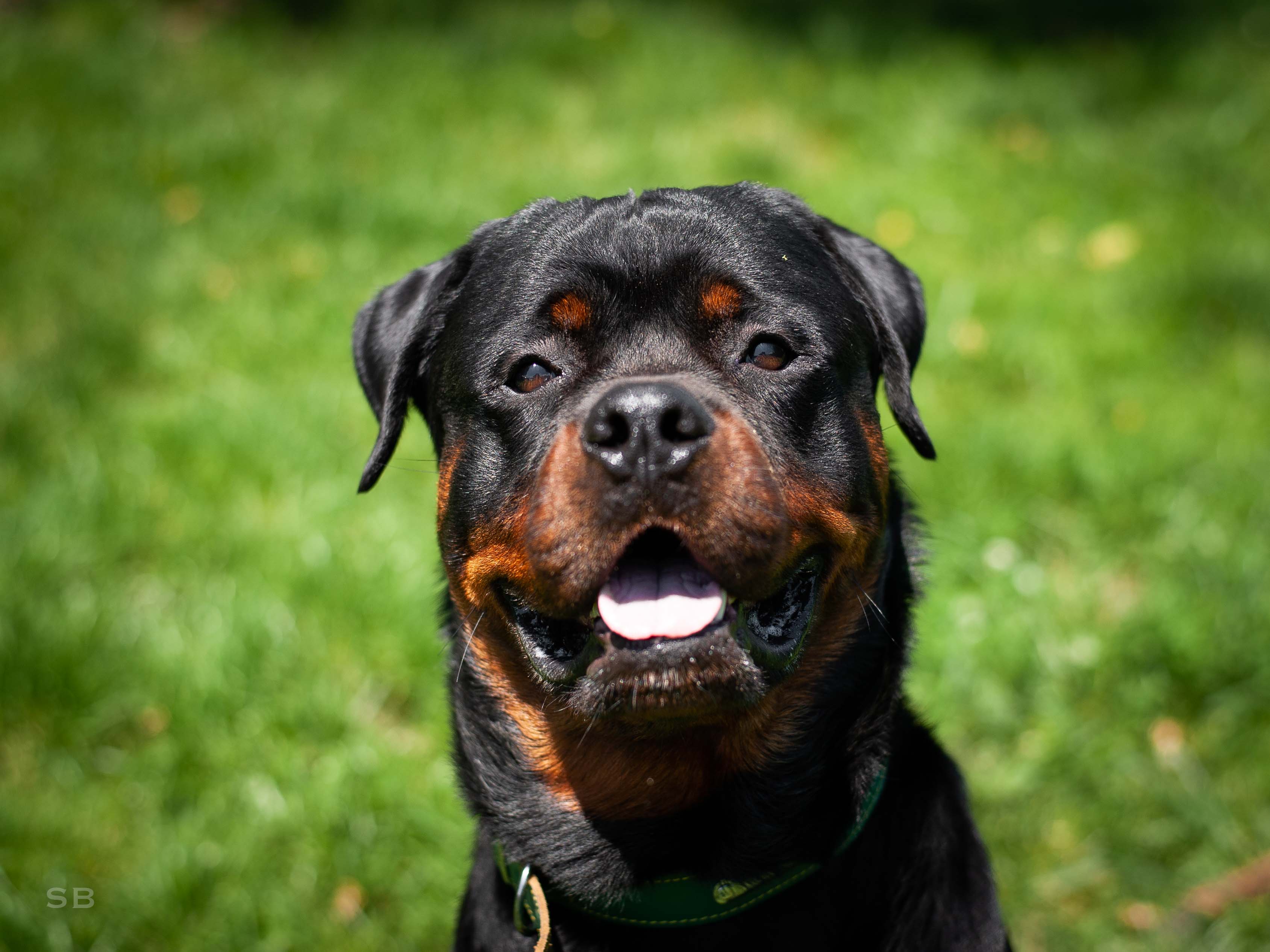 APAGI - Taezeer, CHIEN Rottweiller à la robe Noire et Feu