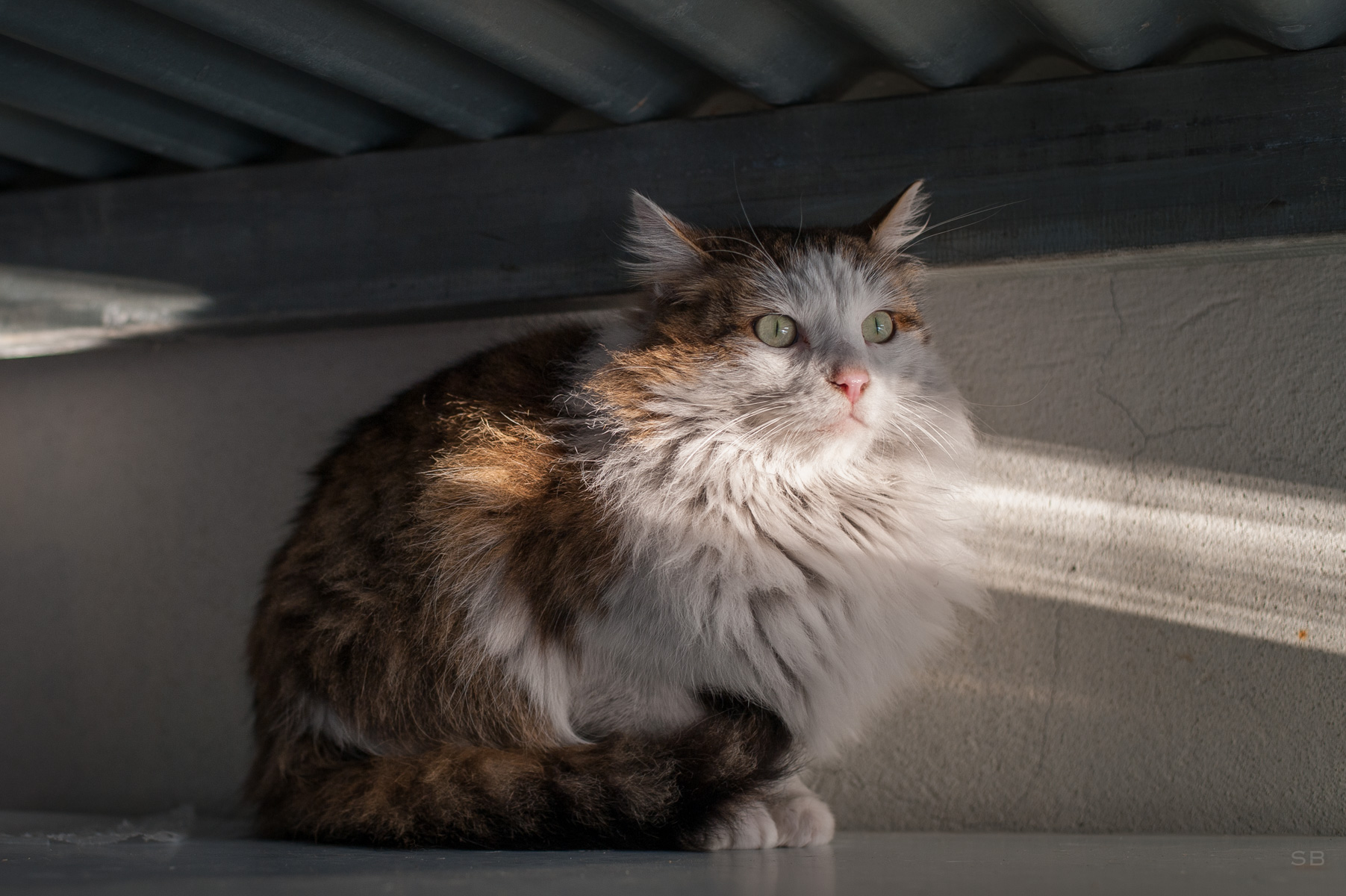 APAGI - Titou (dit Choubaka), CHAT Européen à la robe Blanc et Marron