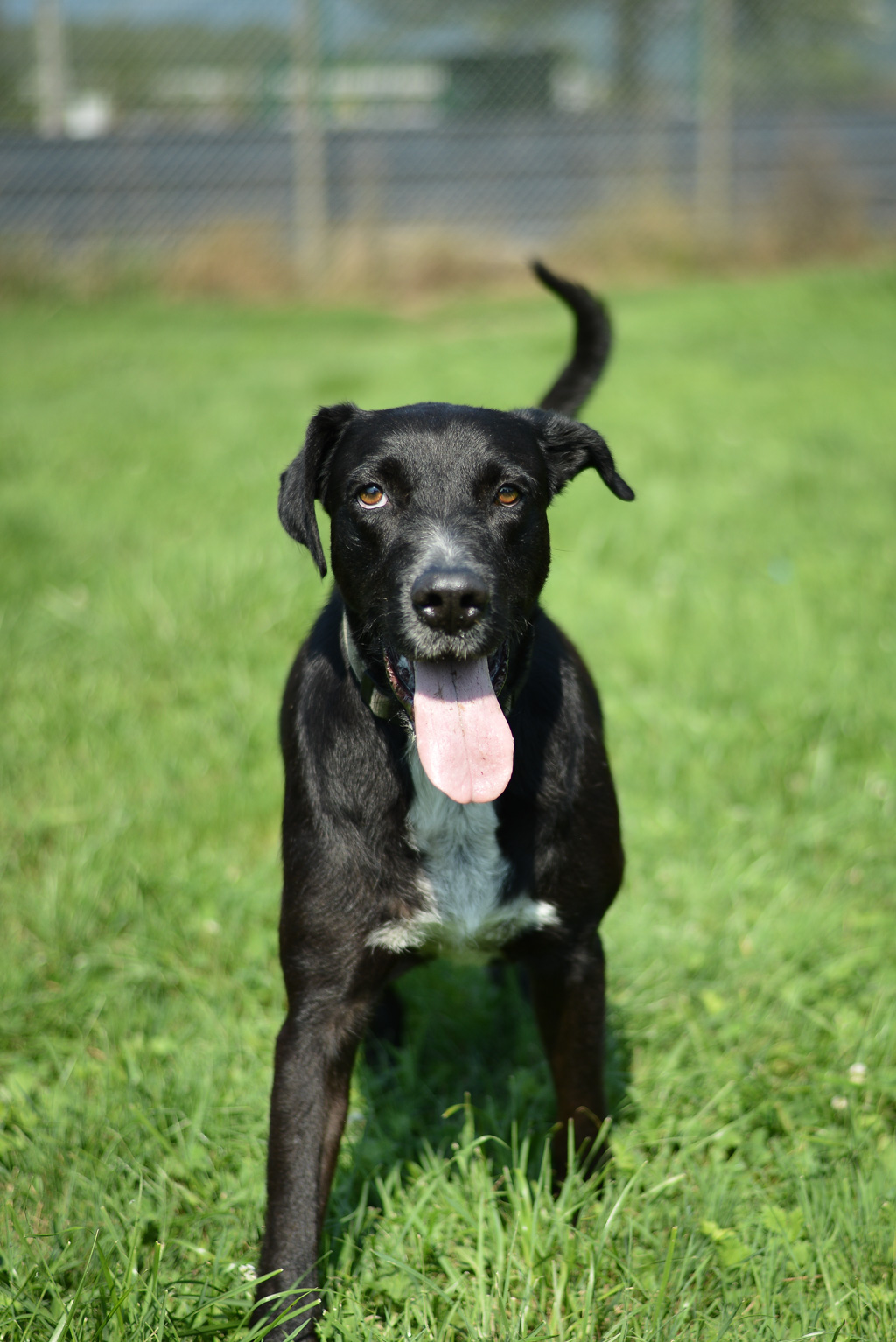 APAGI - Snoopy, CHIEN Labrador x Griffon à la robe Noir