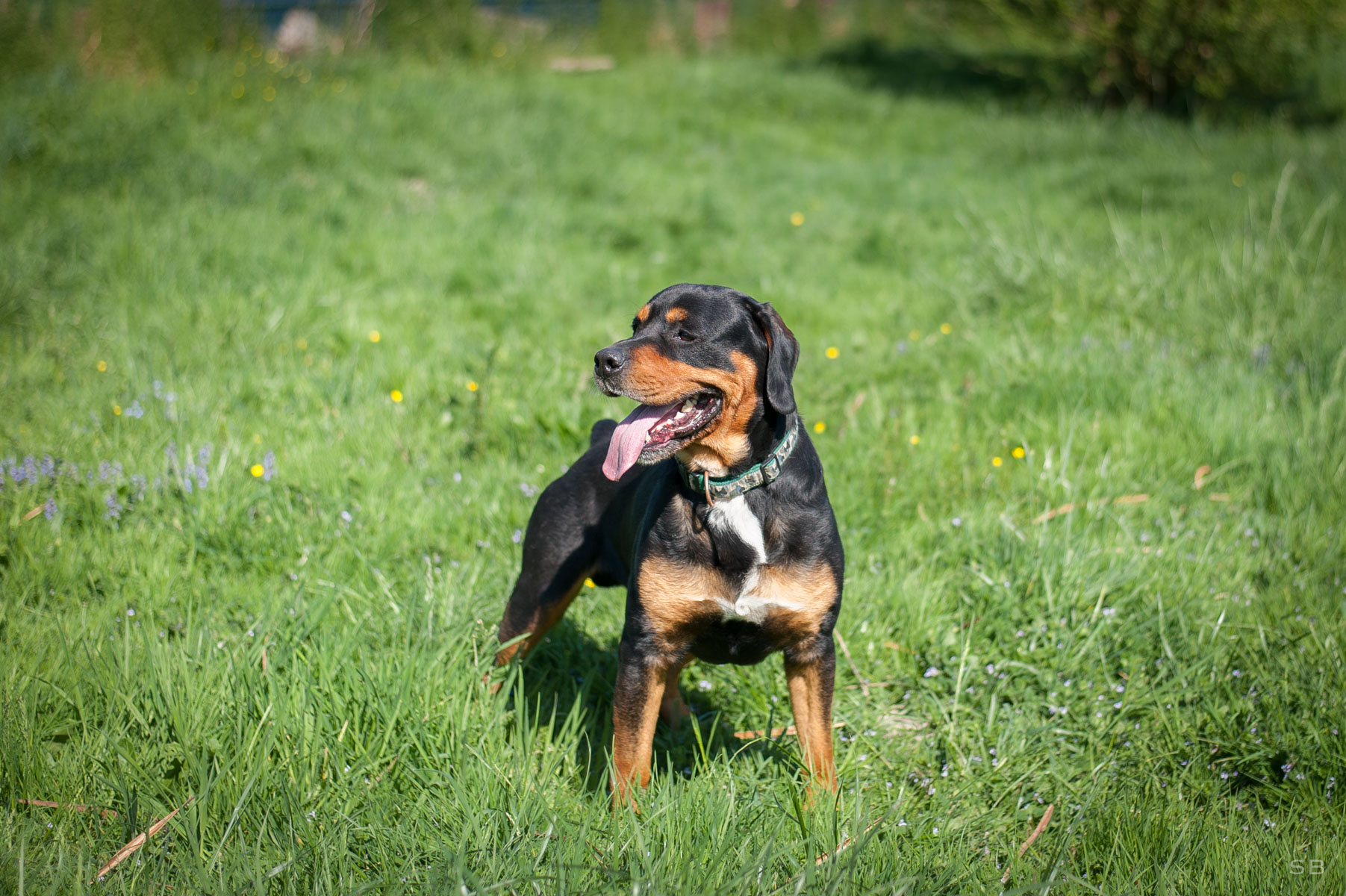 APAGI - Bouko, CHIEN Labrador x Rottweiler à la robe Tricolore