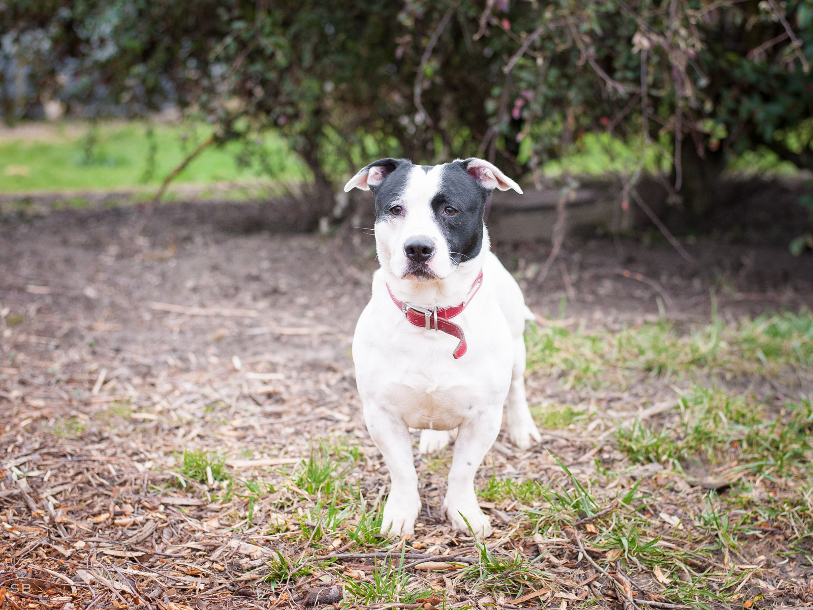APAGI - Goofy, CHIEN Staffie x Jack russell à la robe Blanc moucheté de ...
