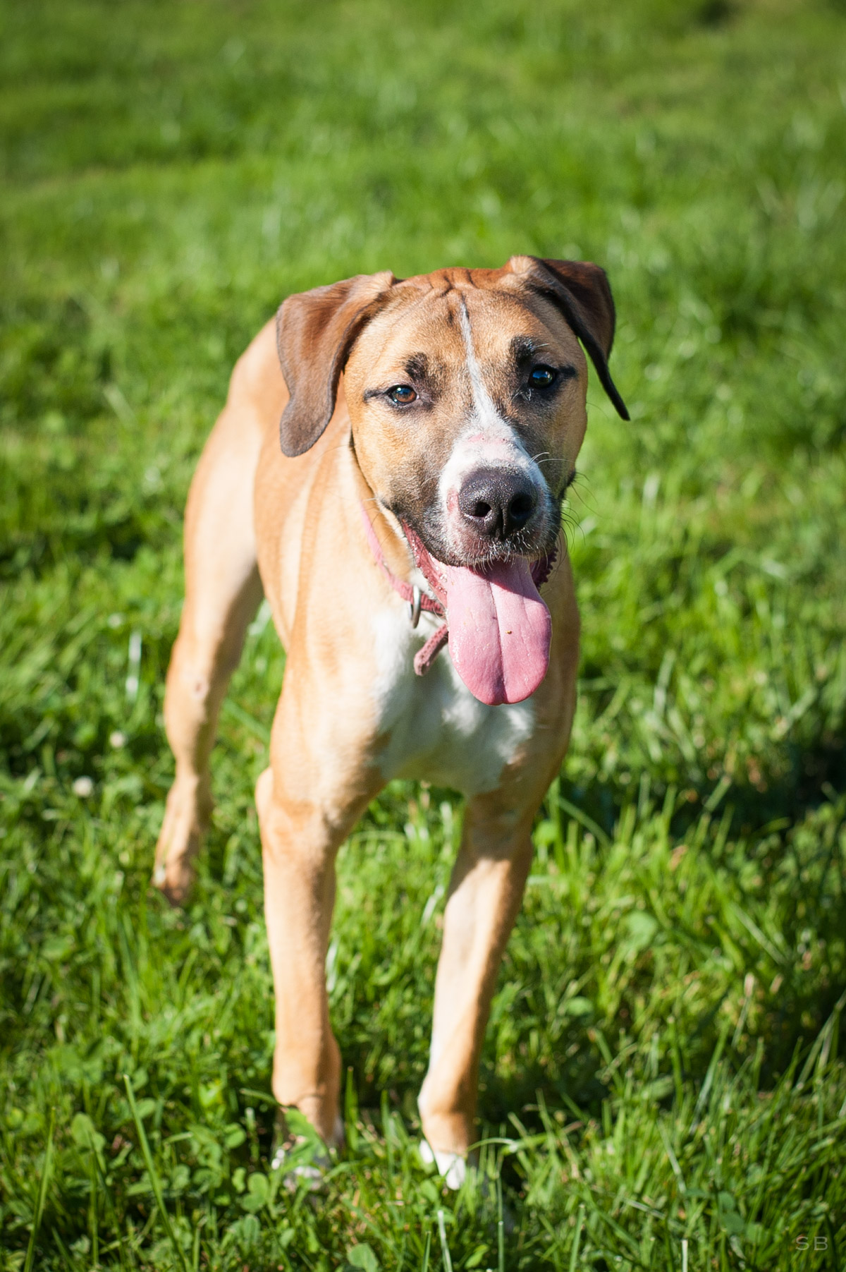 APAGI - Memphis, CHIEN X Labrador à la robe Fauve charbonné et blanc
