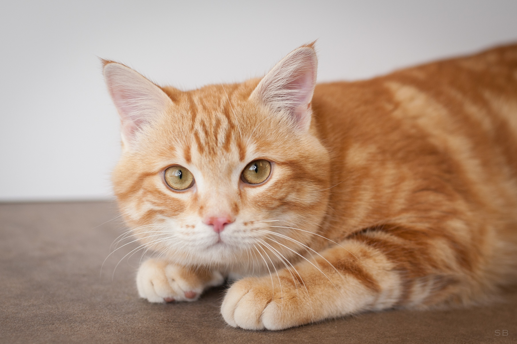 APAGI - Api, CHAT Européen à la robe Tigré roux