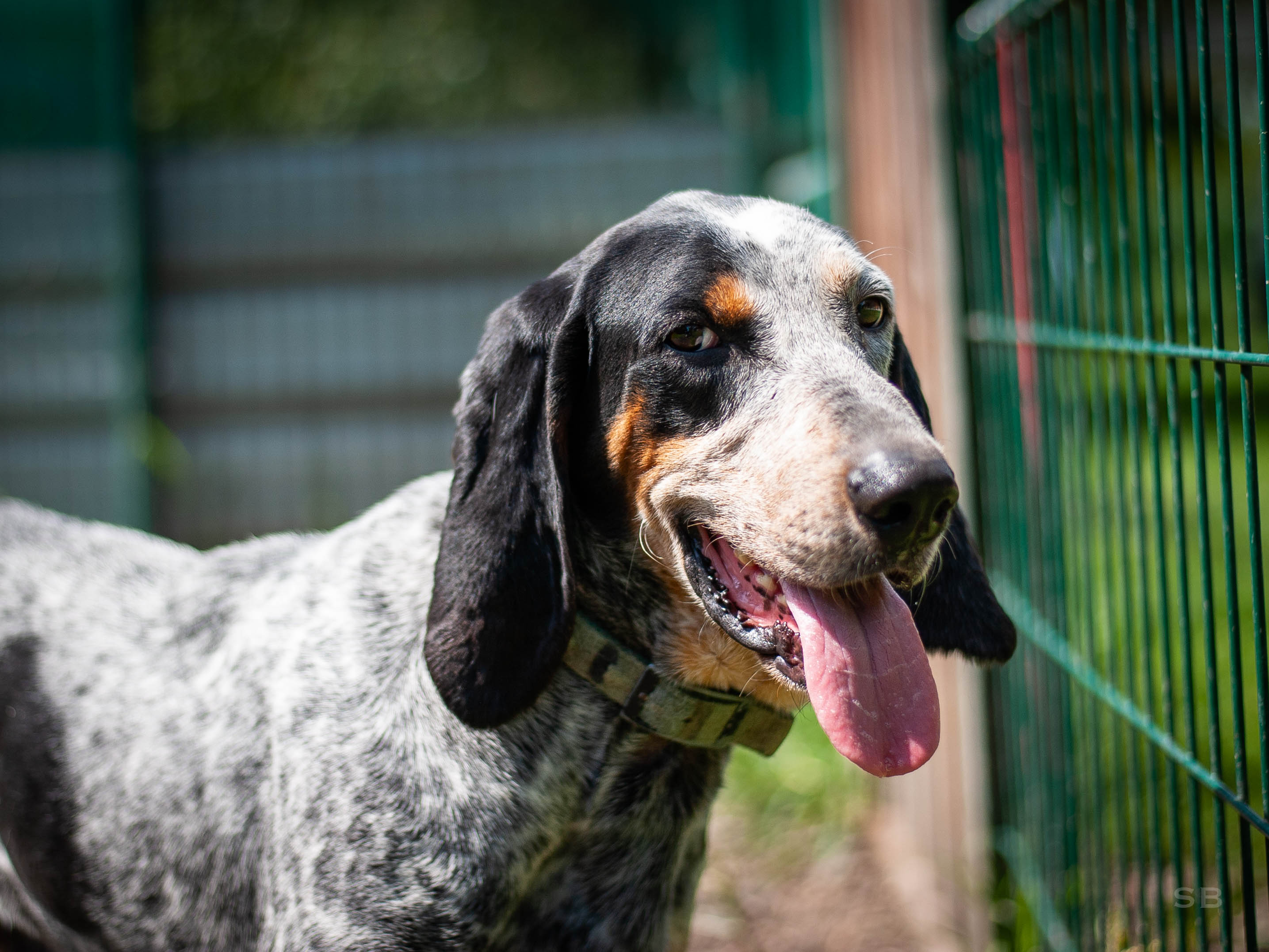 APAGI - Arrow, CHIEN x Grand bleu de Gascogne à la robe Tricolore