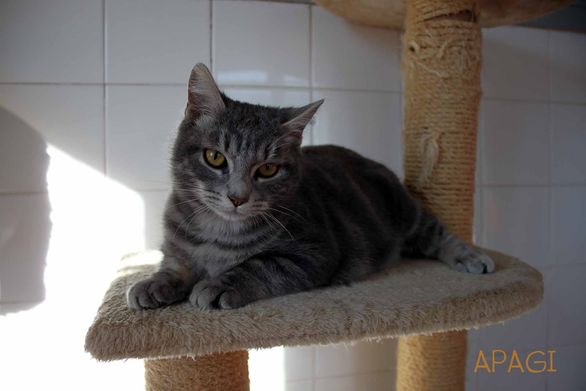 APAGI - Tac, CHAT Européen à la robe Tigré gris