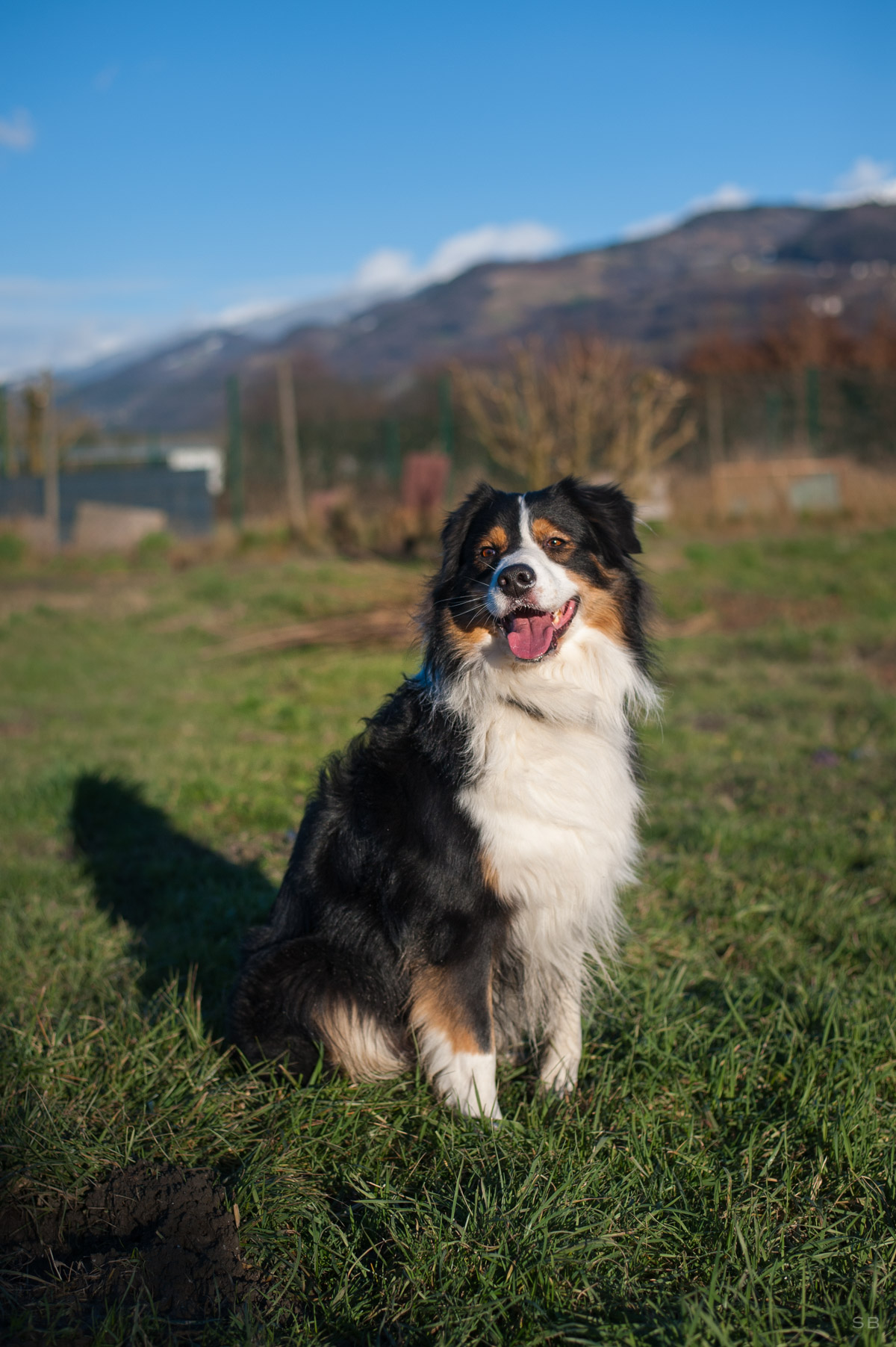 APAGI - Haru, CHIEN Berger Australien à la robe Noire Tricolore