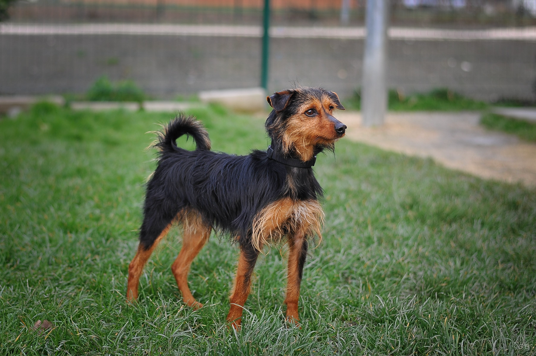 APAGI - Exel, CHIEN Yorkshire X Ratier à la robe Noir et feu