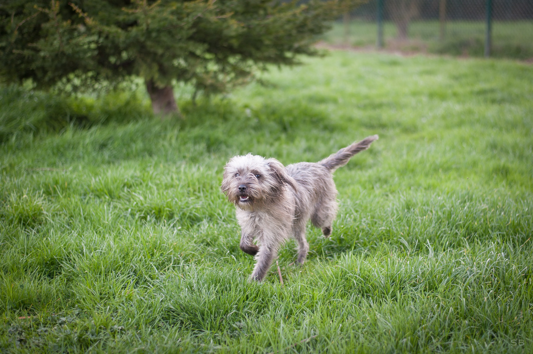 APAGI - Mini, CHIEN X Griffon à la robe Grise