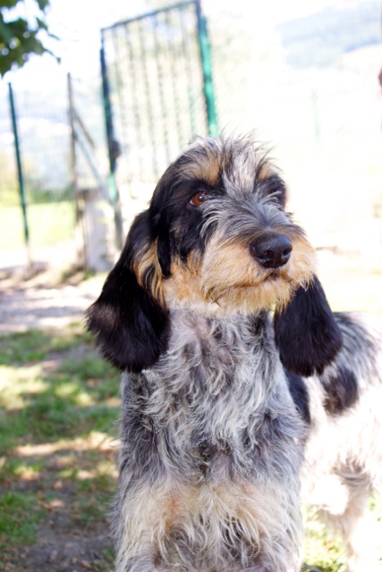 APAGI - Faith, CHIEN Griffon nivernais à la robe Gris noir et feu