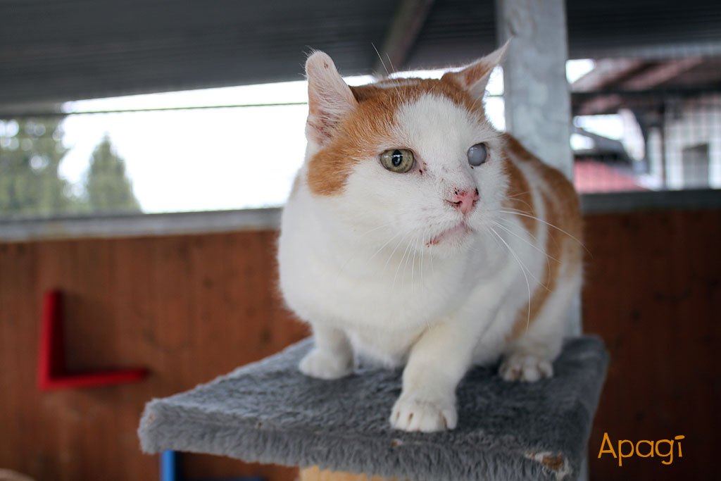 APAGI - Dodge, CHAT Européen à la robe Roux et Blanc