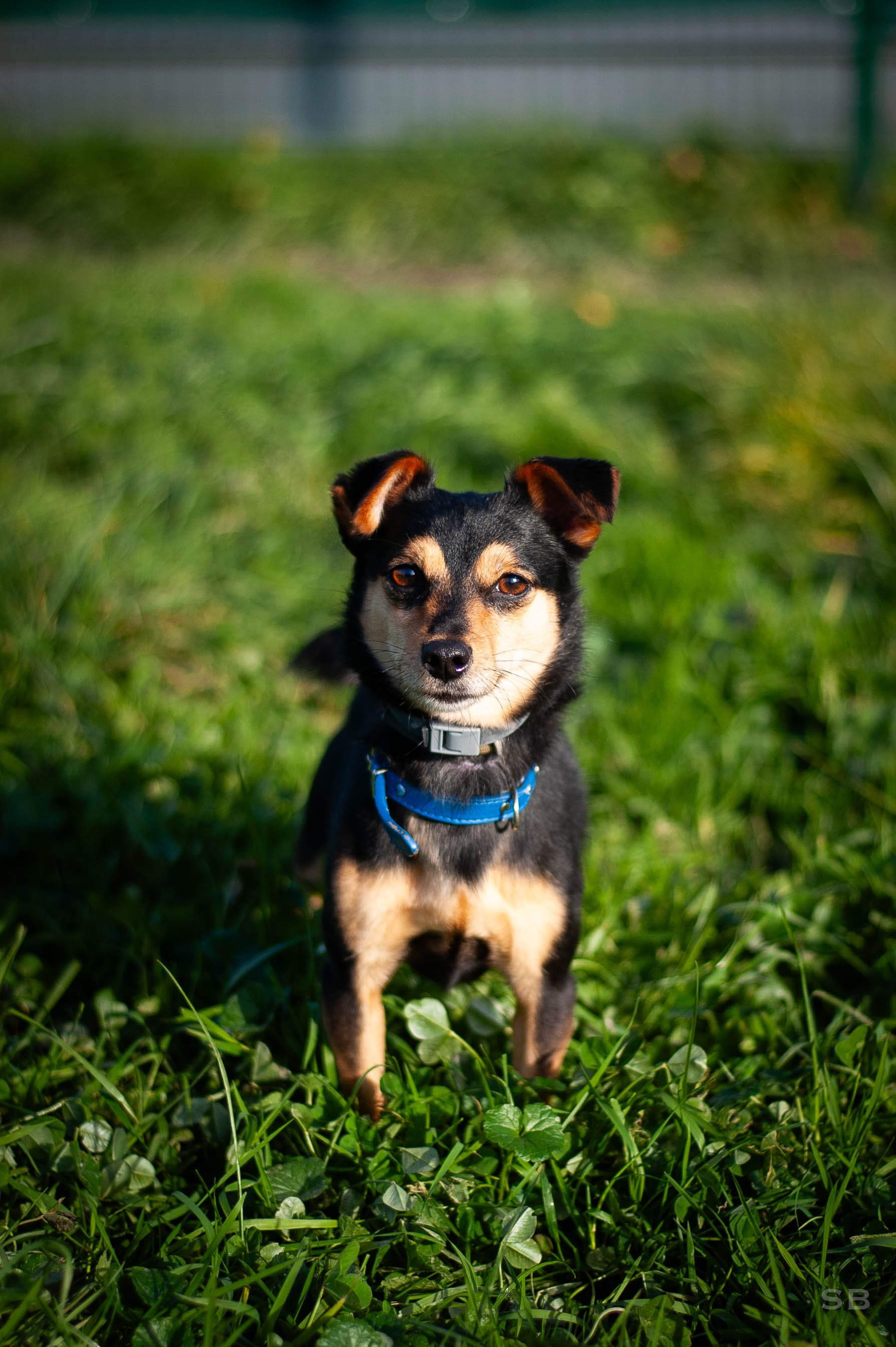 APAGI - Knacki, CHIEN Pinscher x Spitz à la robe Noir et feu
