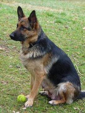 APAGI - Gala, CHIEN Berger allemand à la robe Noir et feu